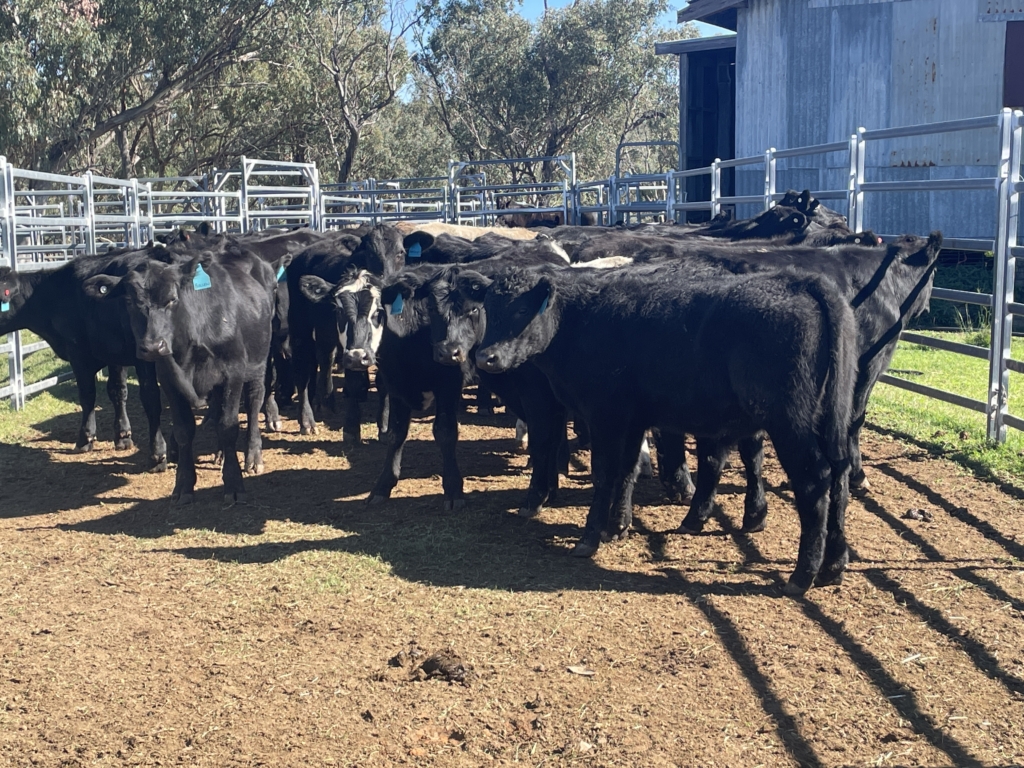 A+ 24-5-24 42 BACKGROUNDER STEERS - Hamilton Mortimer Agency Pty Ltd ...